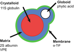 Isolation of Protein Storage Vacuoles and Their Membranes | SpringerLink