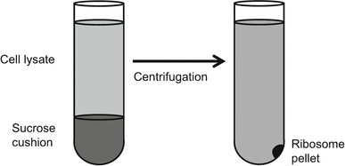Isolation of Cytosolic Ribosomes | SpringerLink