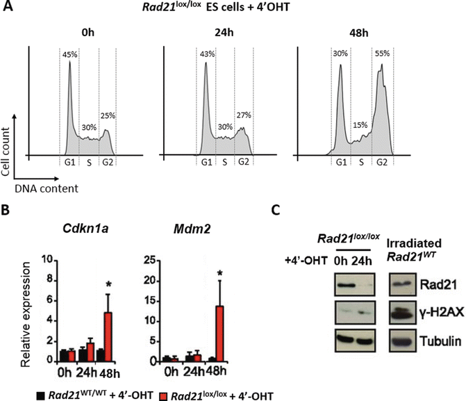 Analysis of Cohesin Function in Gene Regulation and Chromatin ...