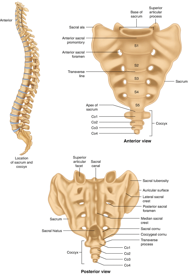 Anatomy, Neuroanatomy, and Biomechanics of the Pelvis | SpringerLink