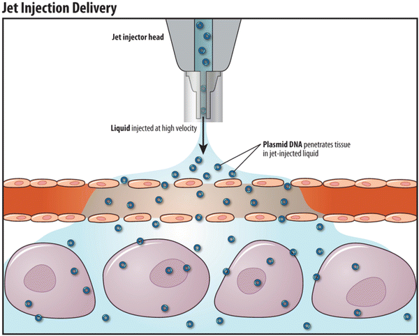 A Needleless Liquid Jet Injection Delivery Approach for Cardiac Gene ...