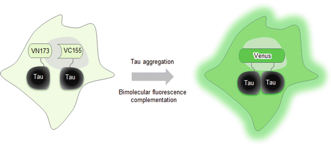 Image-Based Analysis of Intracellular Tau Aggregation by Using Tau-BiFC ...