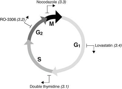 Synchronization of HeLa Cells | SpringerLink