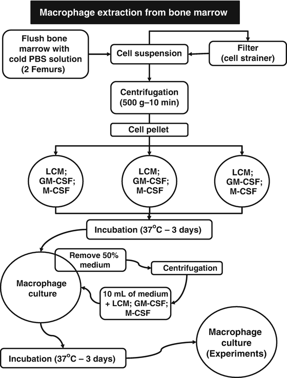 Isolation and Differentiation of Murine Macrophages | SpringerLink