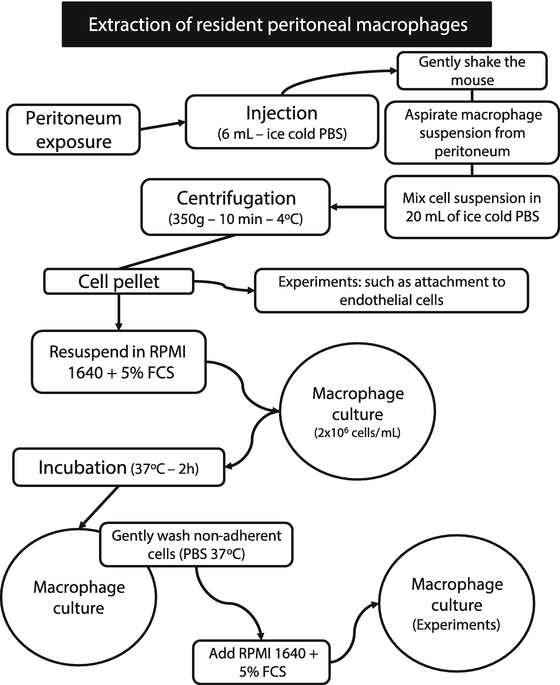 Isolation and Differentiation of Murine Macrophages | SpringerLink