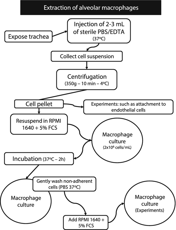 Isolation and Differentiation of Murine Macrophages | SpringerLink