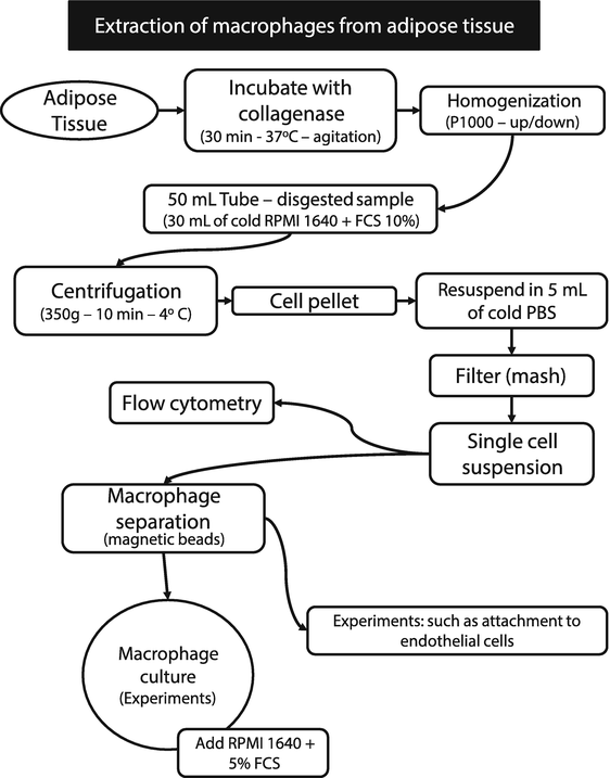 Isolation and Differentiation of Murine Macrophages | SpringerLink