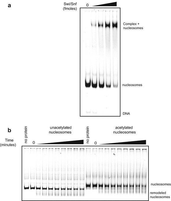 In Vitro Assembly of Nucleosomes for Binding/Remodeling Assays ...
