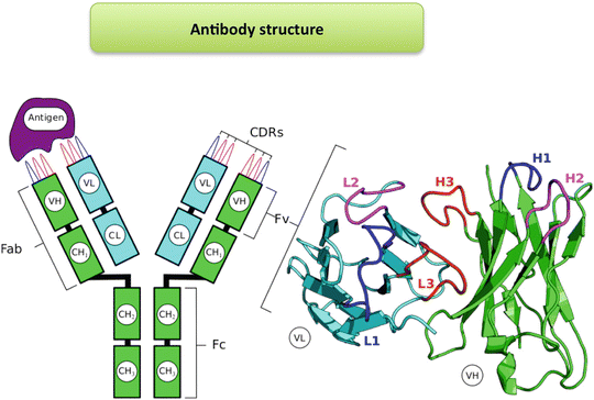 Computational Tools for Aiding Rational Antibody Design | SpringerLink