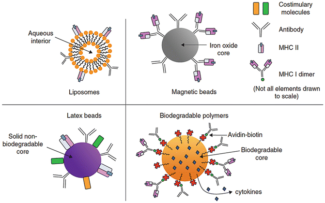 Artificial Antigen-Presenting Cells for Immunotherapies | SpringerLink
