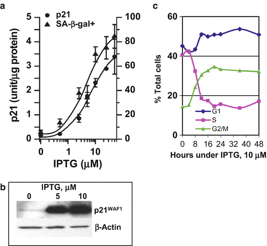 Cellular Model of p21-Induced Senescence | SpringerLink