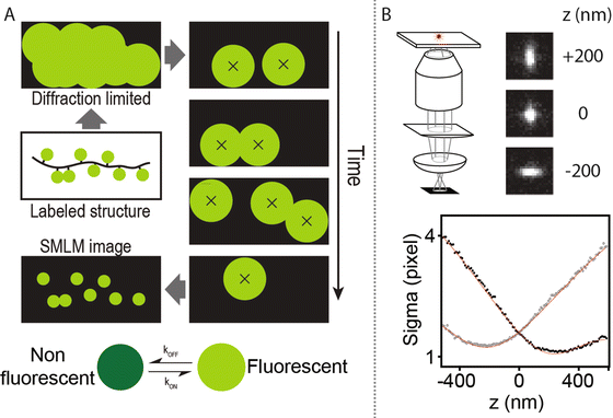 3D d STORM Imaging of Fixe d Brain Tissue | SpringerLink