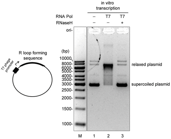 Detection and Characterization of R Loop Structures | SpringerLink
