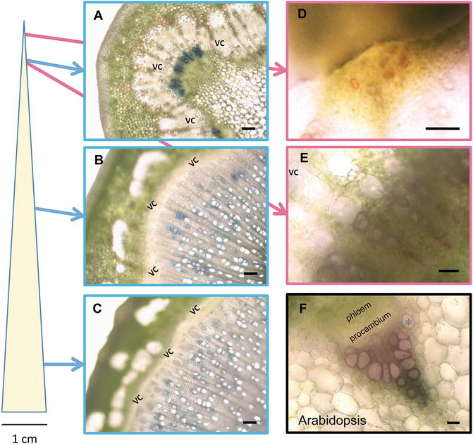 Quick Histochemical Staining Methods to Detect Cell Death in Xylem ...