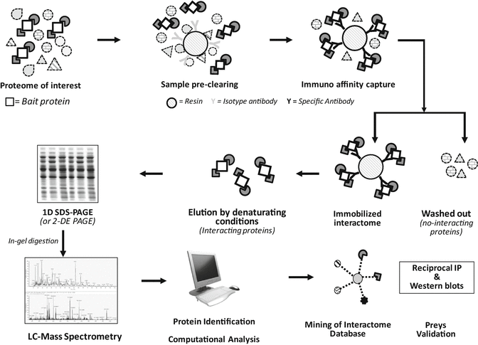 Characterization of a Protein Interactome by Co-Immunoprecipitation and ...