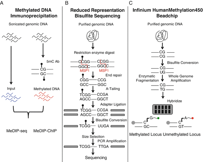 High-Throughput Techniques for DNA Methylation Profiling | SpringerLink