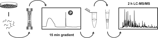 Optimized Enrichment of Phosphoproteomes by Fe-IMAC Column ...