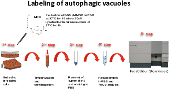 Measurement of Autophagy by Flow Cytometry | SpringerLink