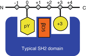 Creation of Phosphotyrosine Superbinders by Directed Evolution of an ...