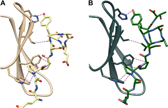 Template-Based Prediction of Protein-Peptide Interactions by Using GalaxyPepDock | SpringerLink