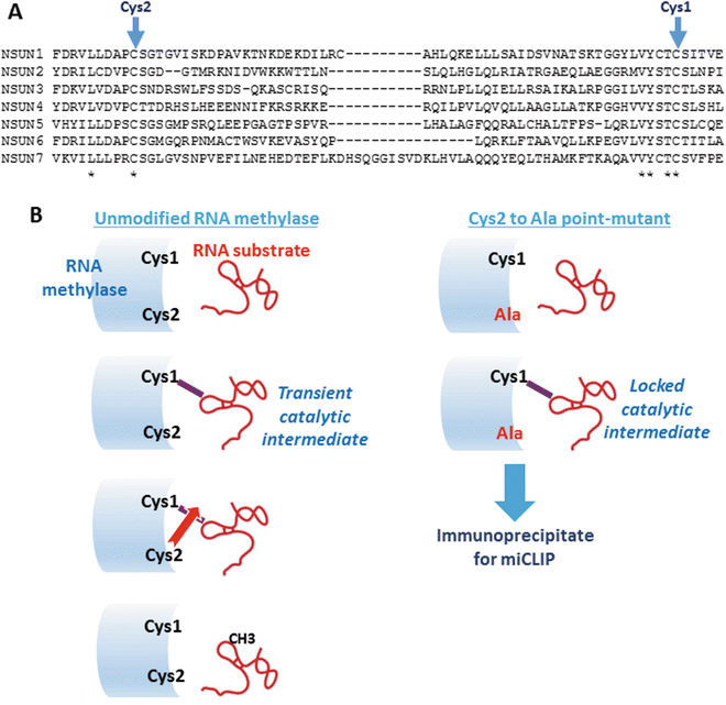 Illustrating the Epitranscriptome at Nucleotide Resolution Using ...