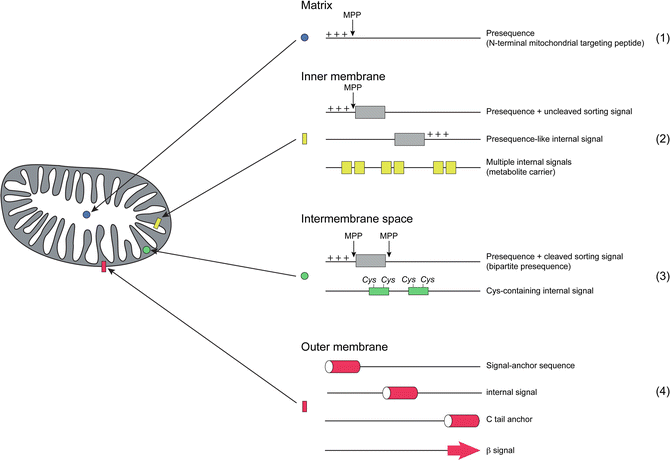 A Guide to Computational Methods for Predicting Mitochondrial ...