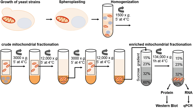 Localizing mRNAs Encoding Mitochondrial Proteins in Yeast by ...