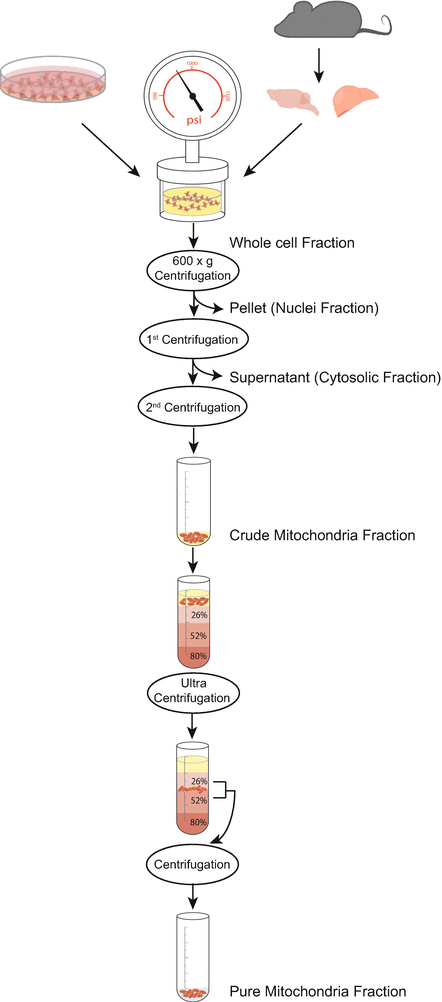 Isolation of Functional Mitochondria from Cultured Cells and Mouse ...