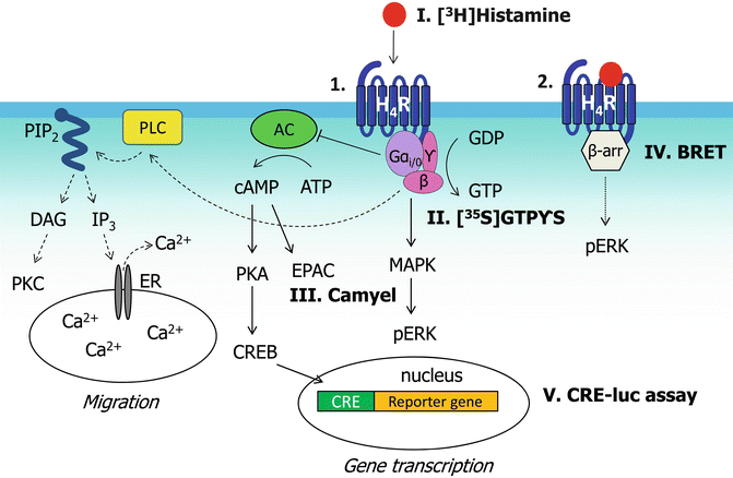 Methods to Study the Molecular Pharmacology of the Histamine H4 ...