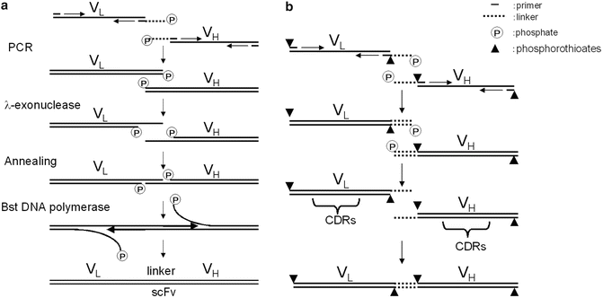 Enzymatic Assembly for scFv Library Construction | SpringerLink