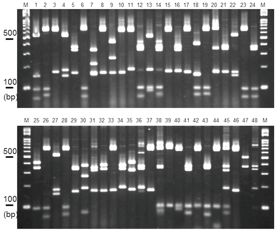 Enzymatic Assembly for scFv Library Construction | SpringerLink