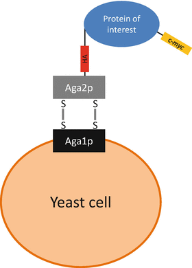 Directed Evolution of Protein Thermal Stability Using Yeast Surface ...