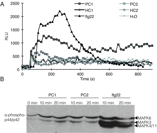 Characterization of Plant Cell Wall Damage-Associated Molecular ...