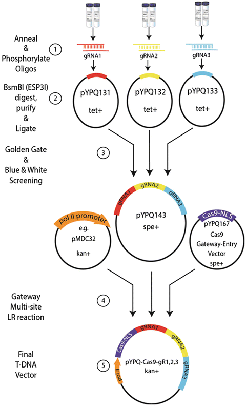 Rapid Construction of Multiplexed CRISPR-Cas9 Systems for Plant Genome ...