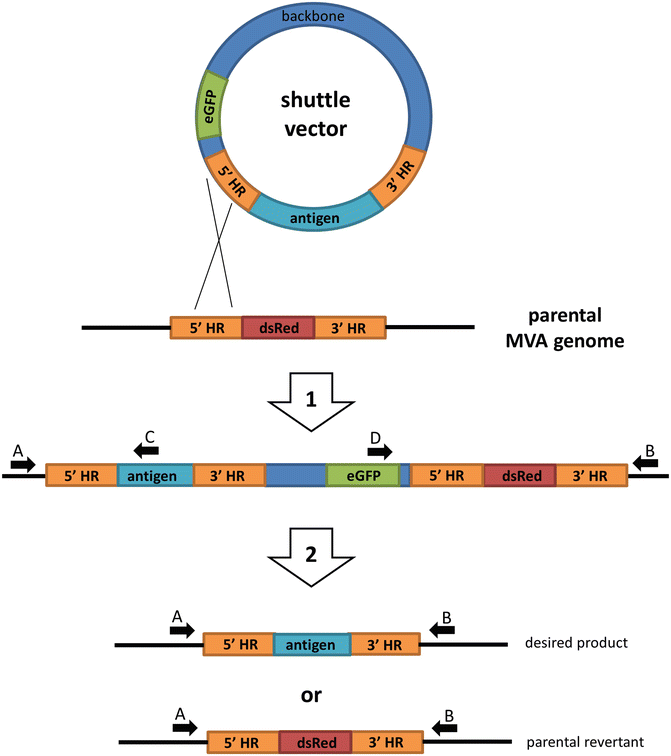 Generation and Production of Modified Vaccinia Virus Ankara (MVA) as a ...