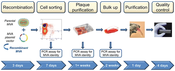 Generation and Production of Modified Vaccinia Virus Ankara (MVA) as a ...