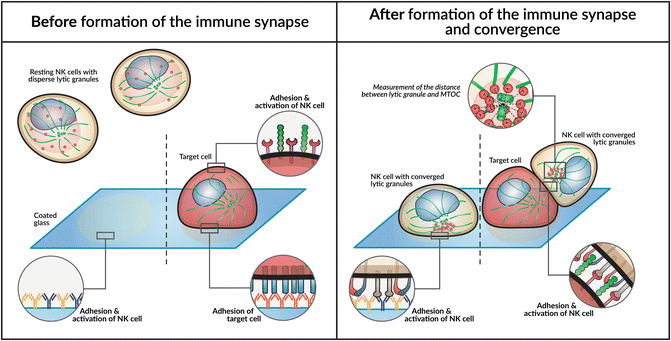 Measurement of Lytic Granule Convergence After Formation of an NK Cell ...