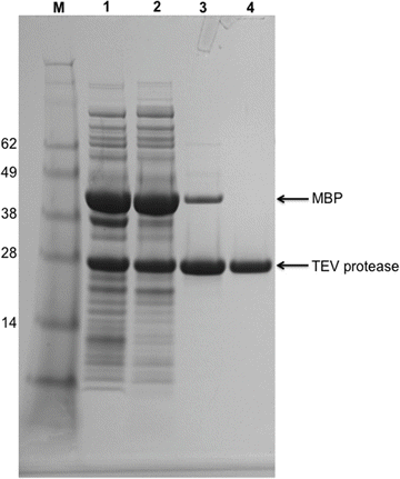 Removal of Affinity Tags with TEV Protease | SpringerLink