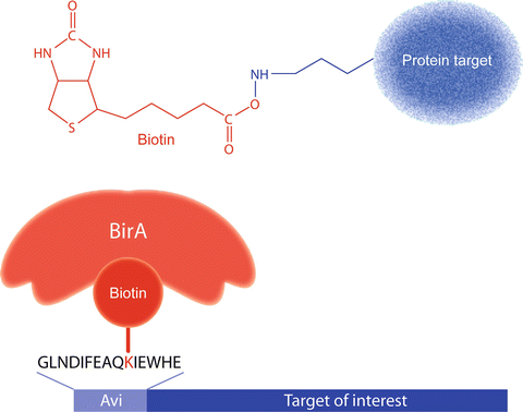 In Vivo Biotinylation of Antigens in E. coli | SpringerLink