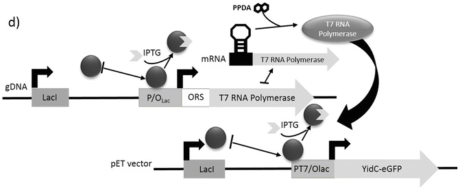 Optimization of Membrane Protein Production Using Titratable Strains of ...