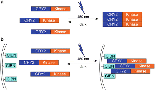 Light-Regulated Protein Kinases Based on the CRY2-CIB1 System ...