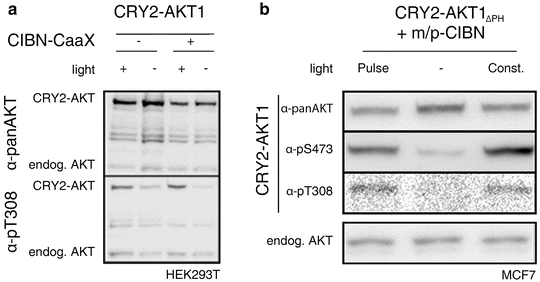 Light-Regulated Protein Kinases Based on the CRY2-CIB1 System ...