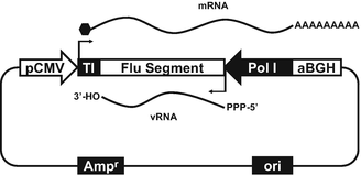 Plasmid-Based Reverse Genetics of Influenza A Virus | SpringerLink