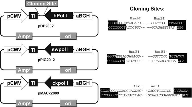 Plasmid-Based Reverse Genetics of Influenza A Virus | SpringerLink