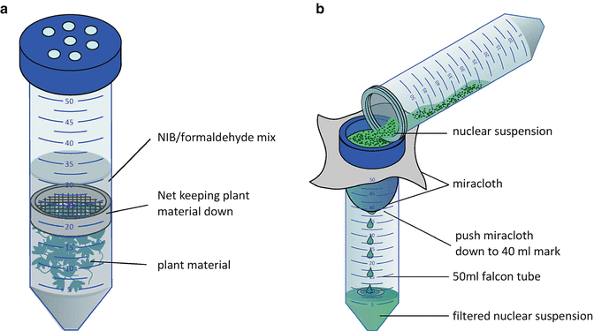 Circular Chromosome Conformation Capture in Plants | SpringerLink