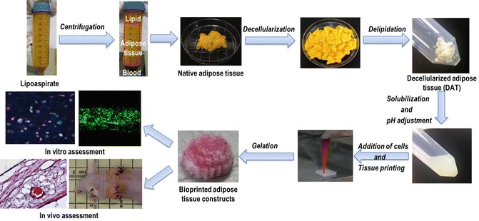 Bioprinting of 3D Tissue Models Using Decellularized Extracellular Matrix Bioink | SpringerLink