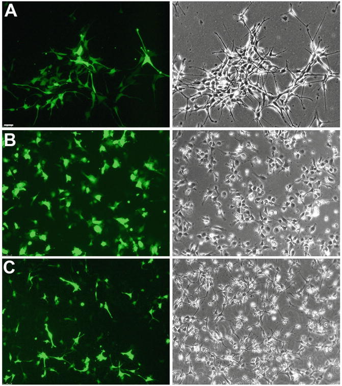 Transfection of Cultured Primary Neurons | SpringerLink