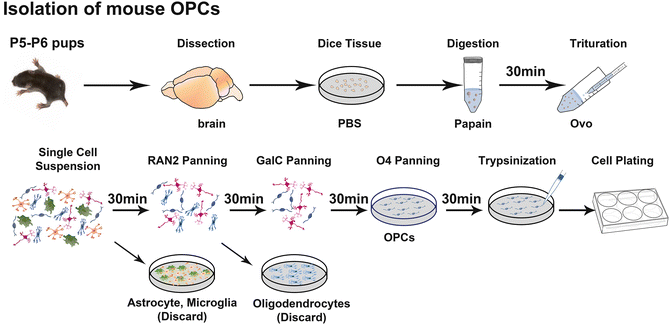 Isolation and Culture of Oligodendrocyte Precursor Cells from Prenatal ...
