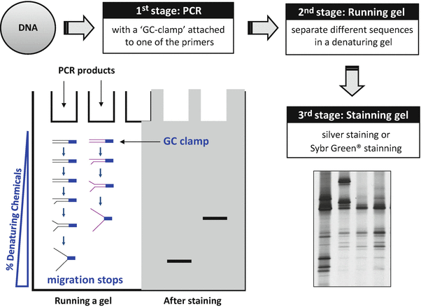 Harnessing the Power of PCR Molecular Fingerprinting Methods and Next ...