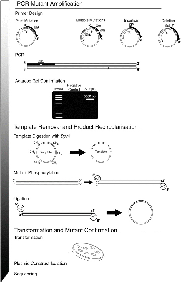Inverse PCR for Point Mutation Introduction | SpringerLink
